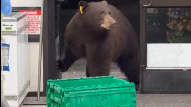 A bear walks into a convenience store... | CCentral
